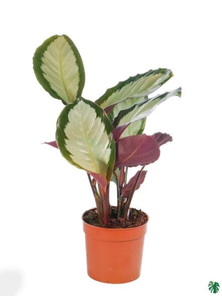 Buy Calathea Picturata Argentea | Peppyflora®
