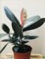 Buy ‘Black Prince’ Rubber Plant | Peppyflora®