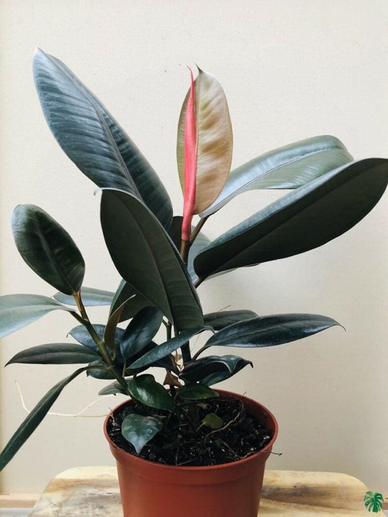 Buy ‘Black Prince’ Rubber Plant | Peppyflora®