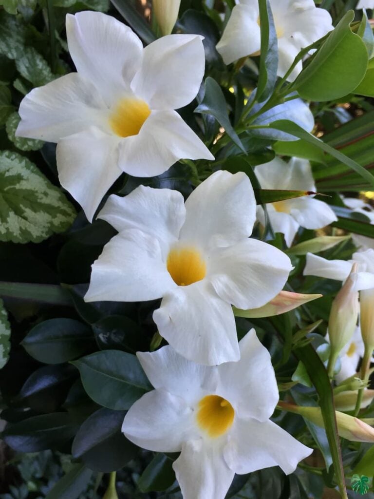 Buy Mandevilla Yellow | Peppyflora®