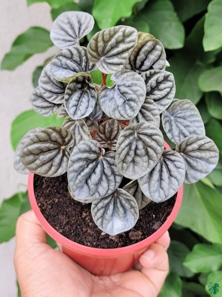 Buy Peperomia Silver Ripple Black | Peppyflora®
