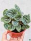 Buy Peperomia Silver Ripple Green | Peppyflora®