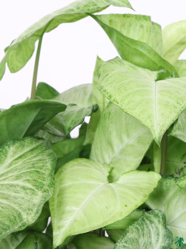 Buy Syngonium White Butterfly | Peppyflora®