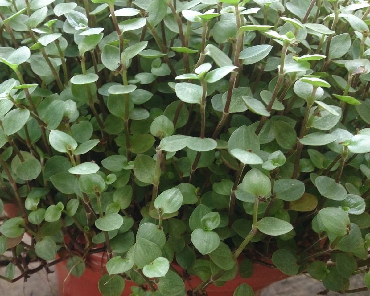 Read Callisia Care Online | Peppyflora®