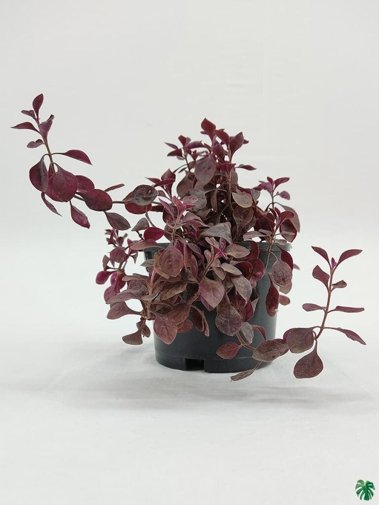Buy Duranta Red | Peppyflora®