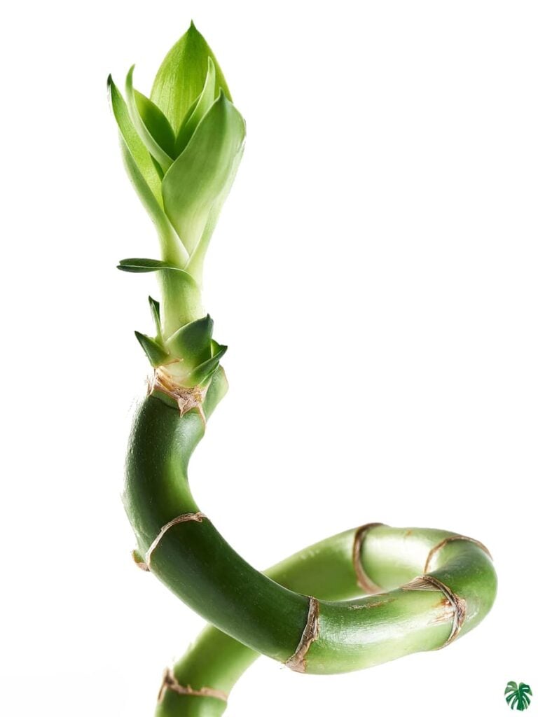 Buy 60 cm Spiral Stick Lucky Bamboo | Peppyflora®