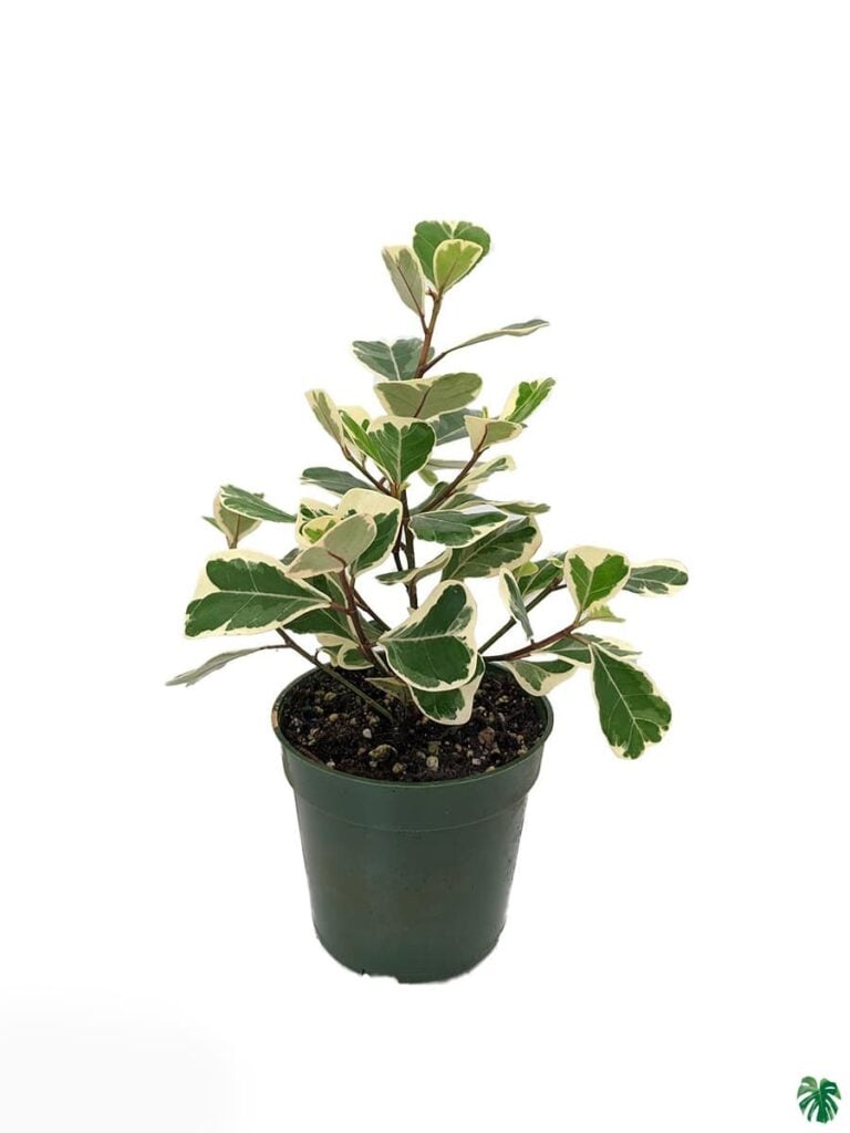 Buy Ficus Triangularis Variegata | Peppyflora®