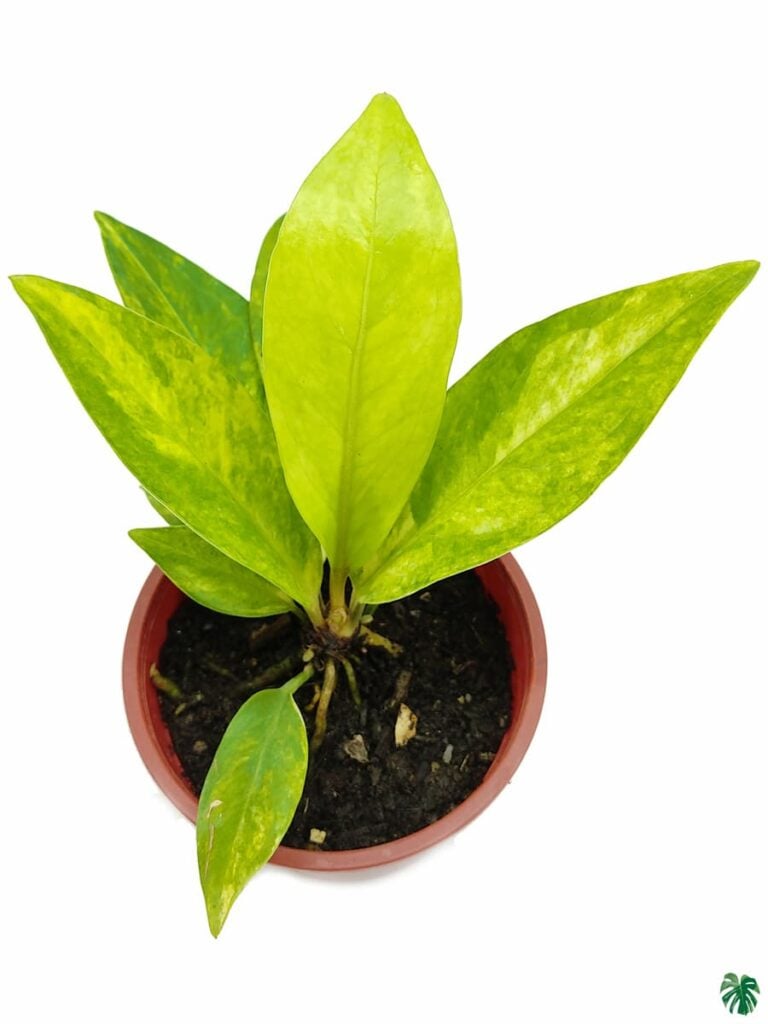 Buy Anthurium Jenmanii Variegated | Peppyflora®