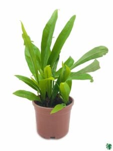 Buy Microsorum Punctatum Green Flame | Peppyflora®