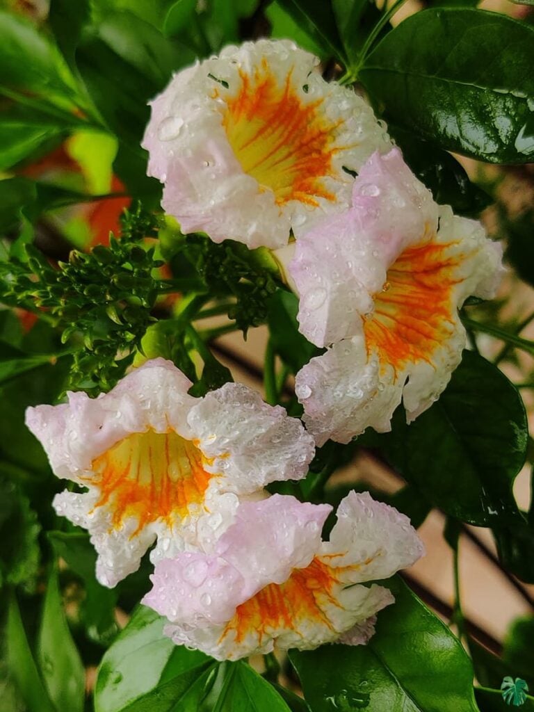 Buy Tecoma White | Peppyflora®