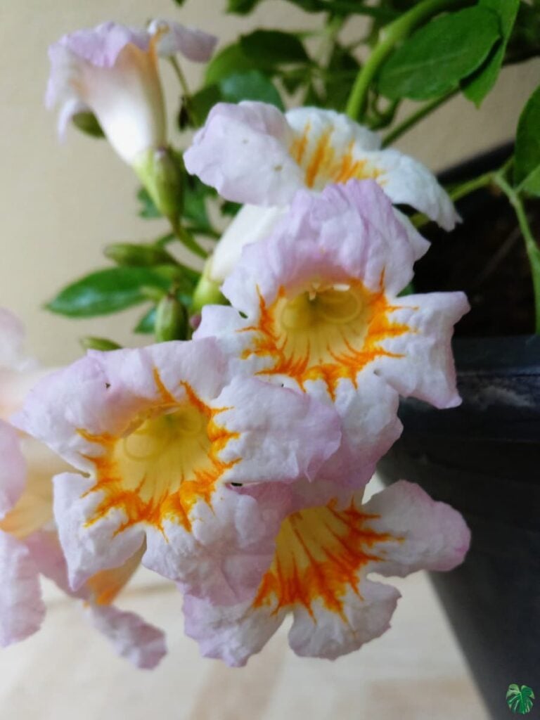 Buy Tecoma White | Peppyflora®