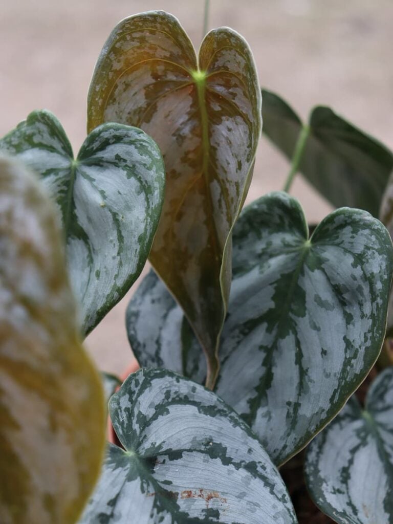 Buy Philodendron Brandtianum | Peppyflora®