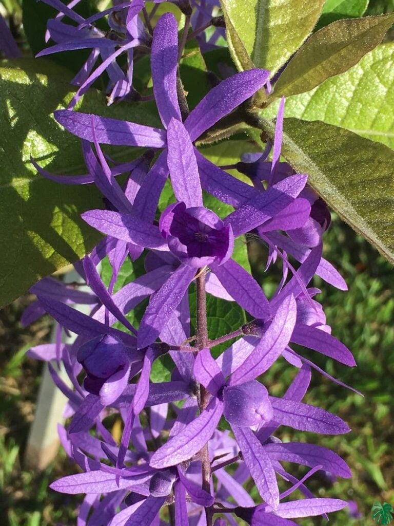 Purple Wreath - Petrea Volubilis - Sandpaper Vine | Peppyflora®