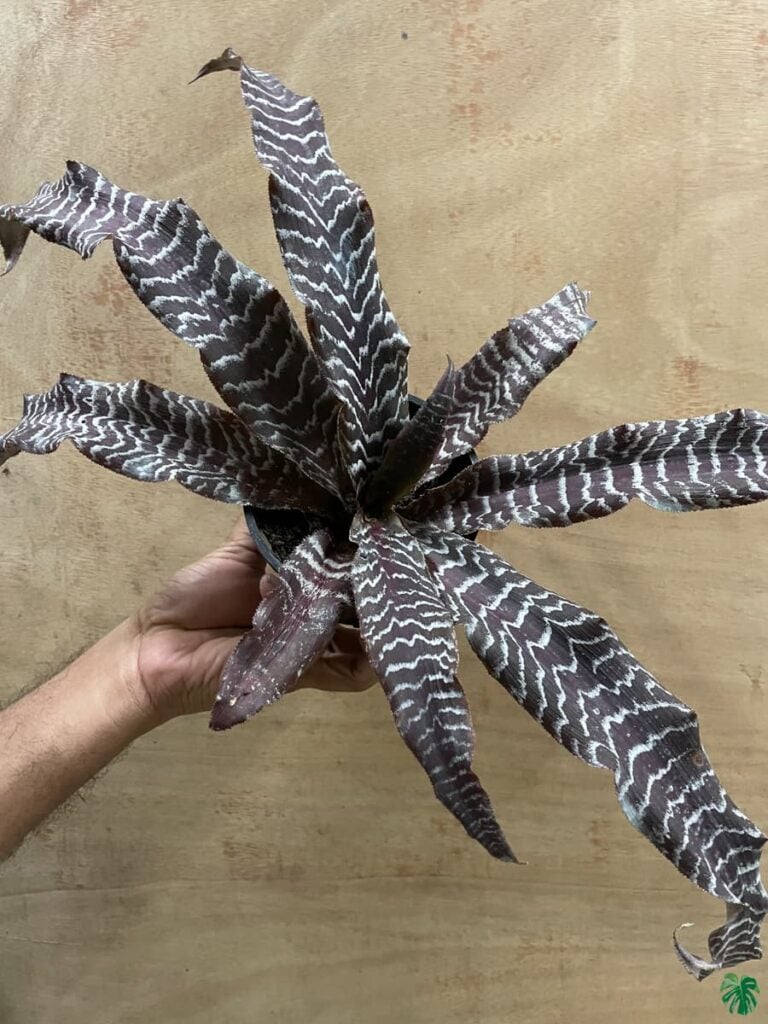Buy Cryptanthus Zonatus | Peppyflora®