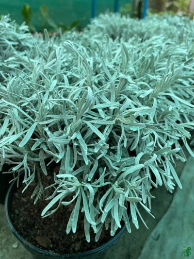 Buy Crossostephium Chinense | Peppyflora®