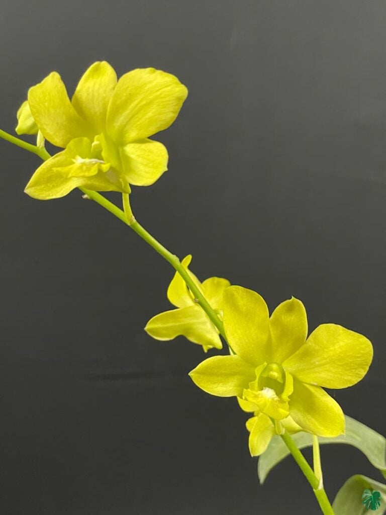 Buy Dendrobium Thongchai Gold x Udom Yellow | Peppyflora®