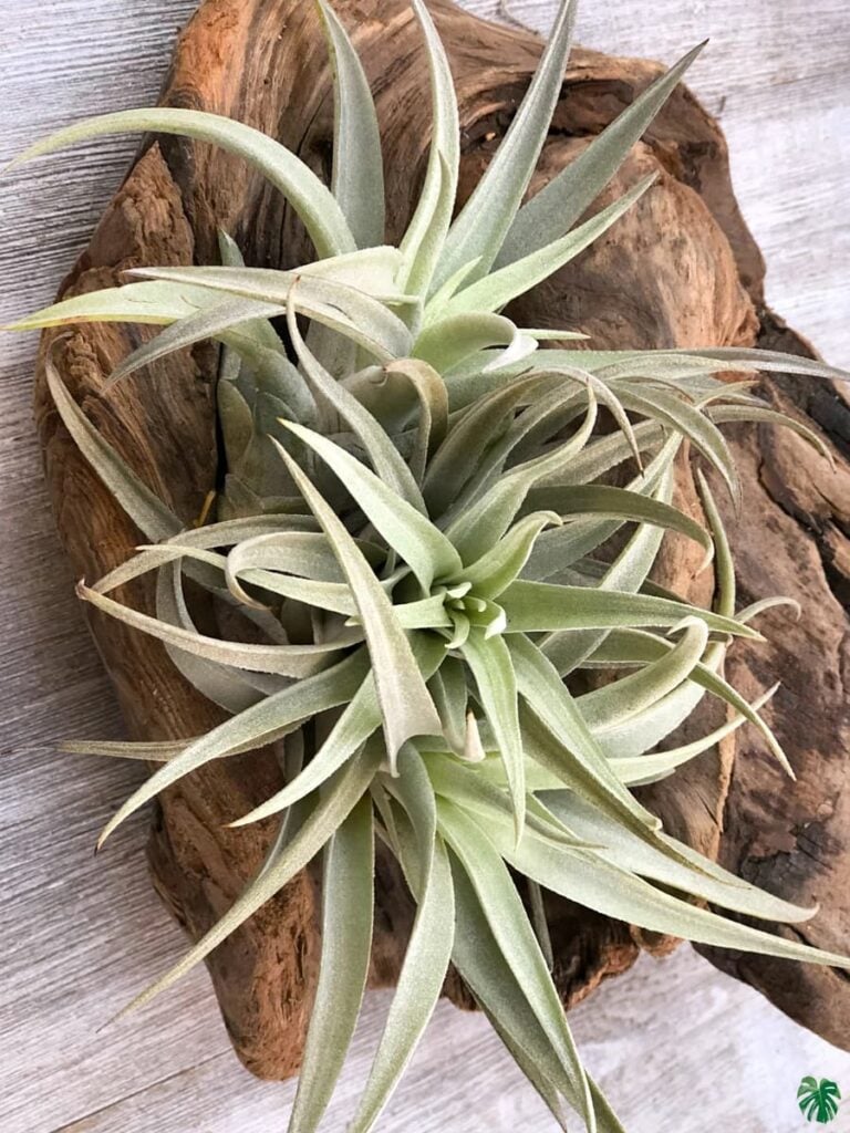 Buy Tillandsia Harrisii Caulescent | Peppyflora®
