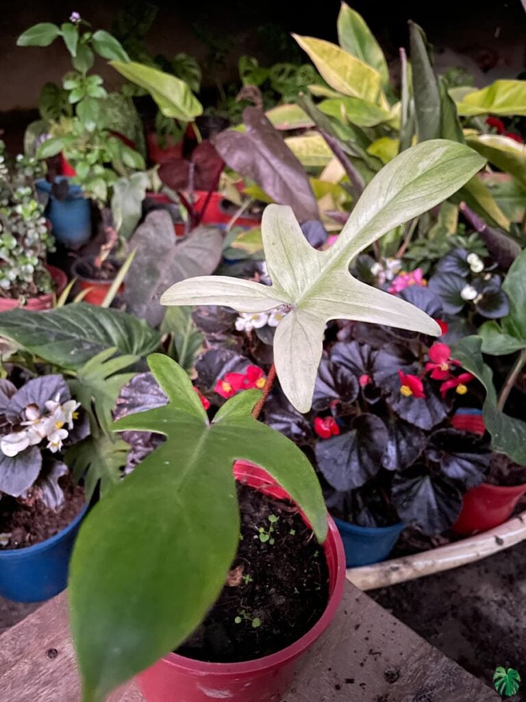 Buy Philodendron Florida Ghost | Peppyflora®