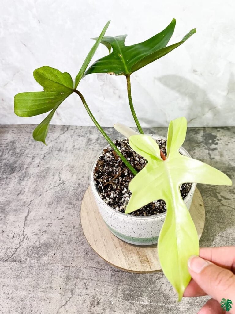 Buy Philodendron Florida Ghost | Peppyflora®