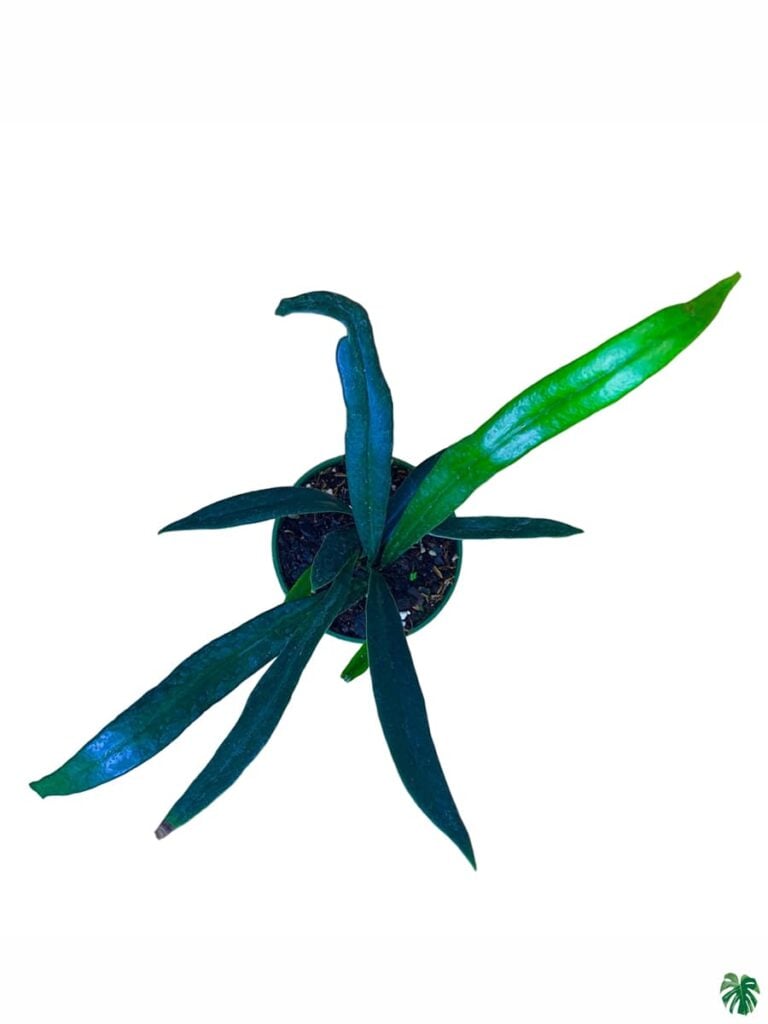 Buy Blue Oil Fern - Microsorum Thailandicum | Peppyflora®