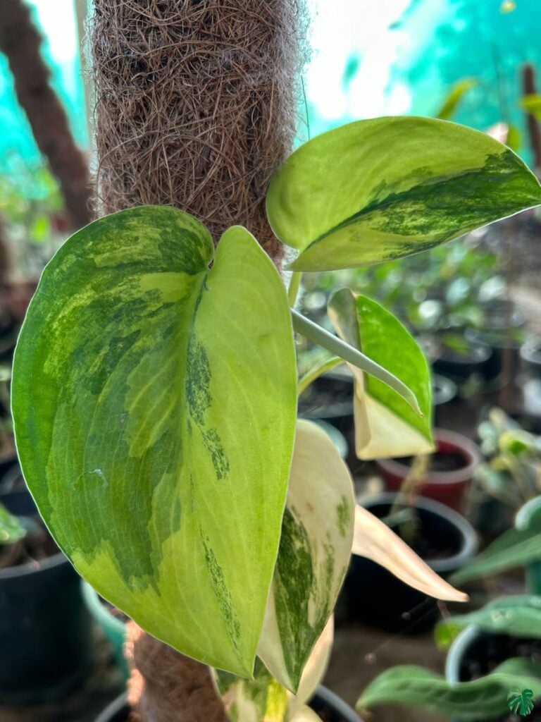 Buy Scindapsus Jade Satin Pothos Variegated | Peppyflora®