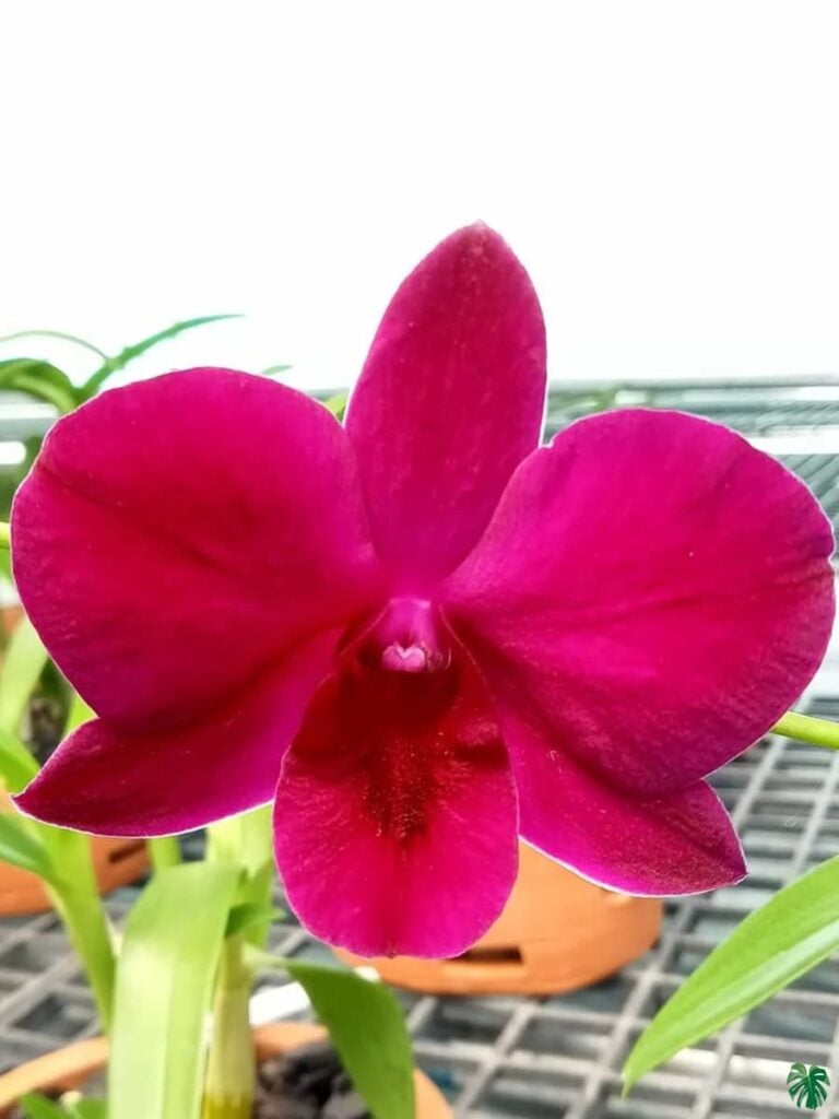 Buy Dendrobium Ladda Red | Peppyflora®